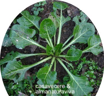 Bietola selvatica | LE RICETTE DI TATIANA