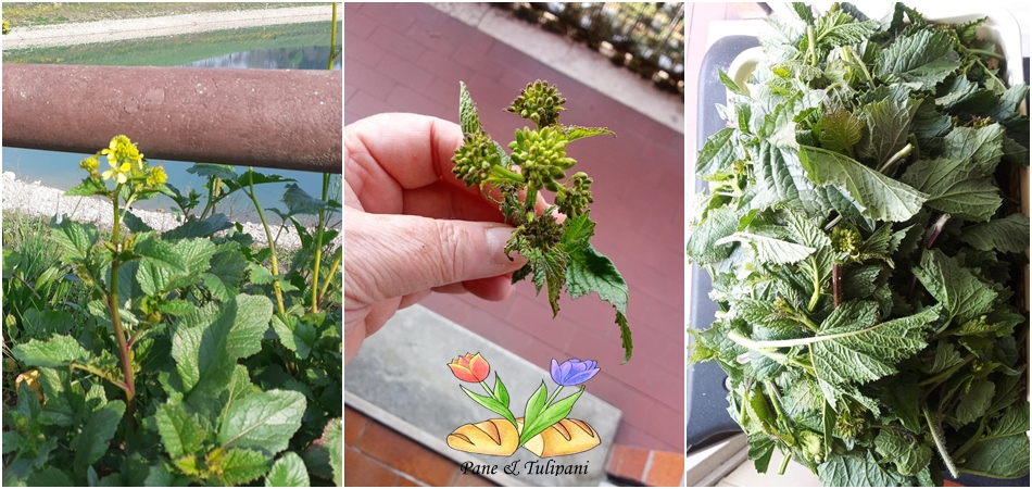 Senape alla contadina - Pane & Tulipani
